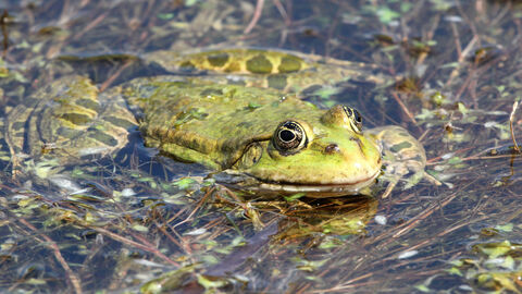 Marsh frog | The Wildlife Trusts