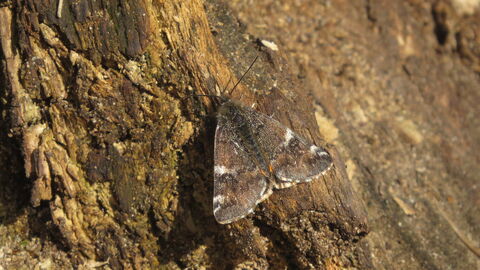 Orange underwing | The Wildlife Trusts