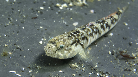 Painted goby | The Wildlife Trusts