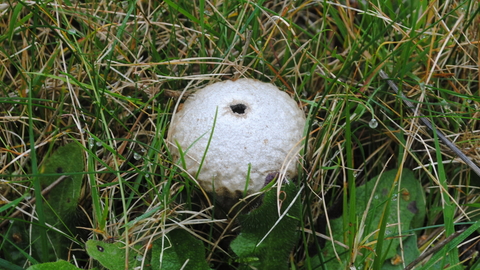 Common puffball | The Wildlife Trusts