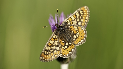 Marsh fritillary | The Wildlife Trusts