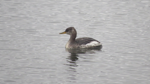 Red-necked grebe | The Wildlife Trusts