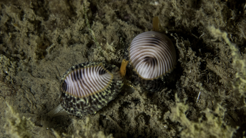 Spotted cowrie | The Wildlife Trusts