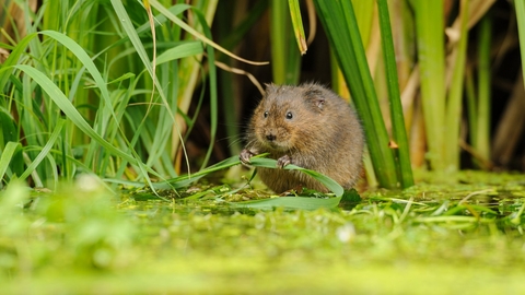 Water vole | The Wildlife Trusts