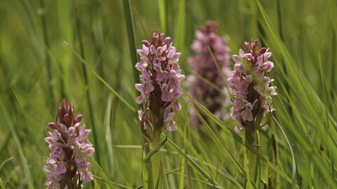 Southern marsh orchid | The Wildlife Trusts
