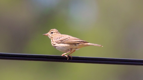 Tree pipit | The Wildlife Trusts