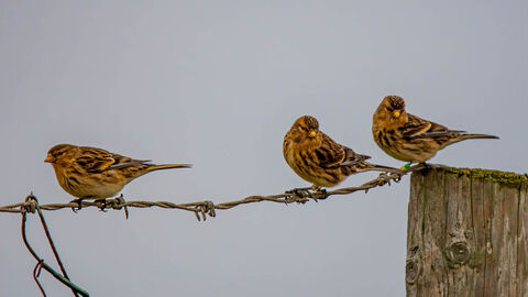 Twite | The Wildlife Trusts