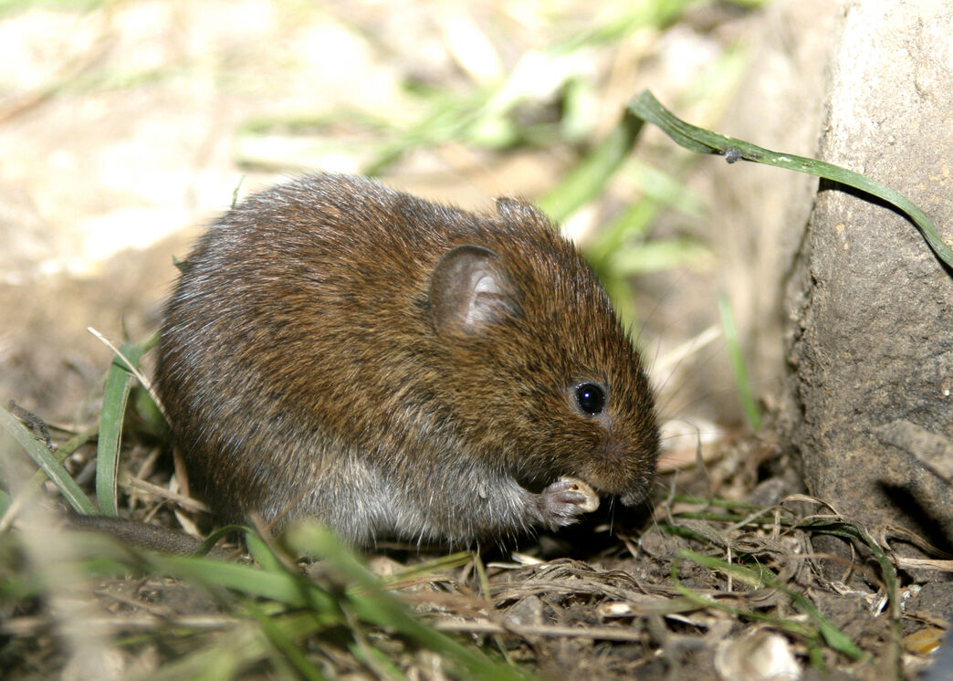 How to manage a hedgerow for wildlife | The Wildlife Trusts