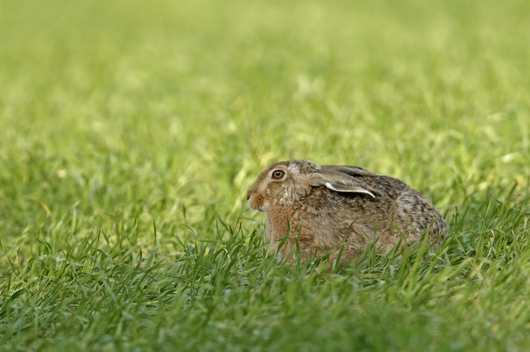 Hares | The Wildlife Trusts