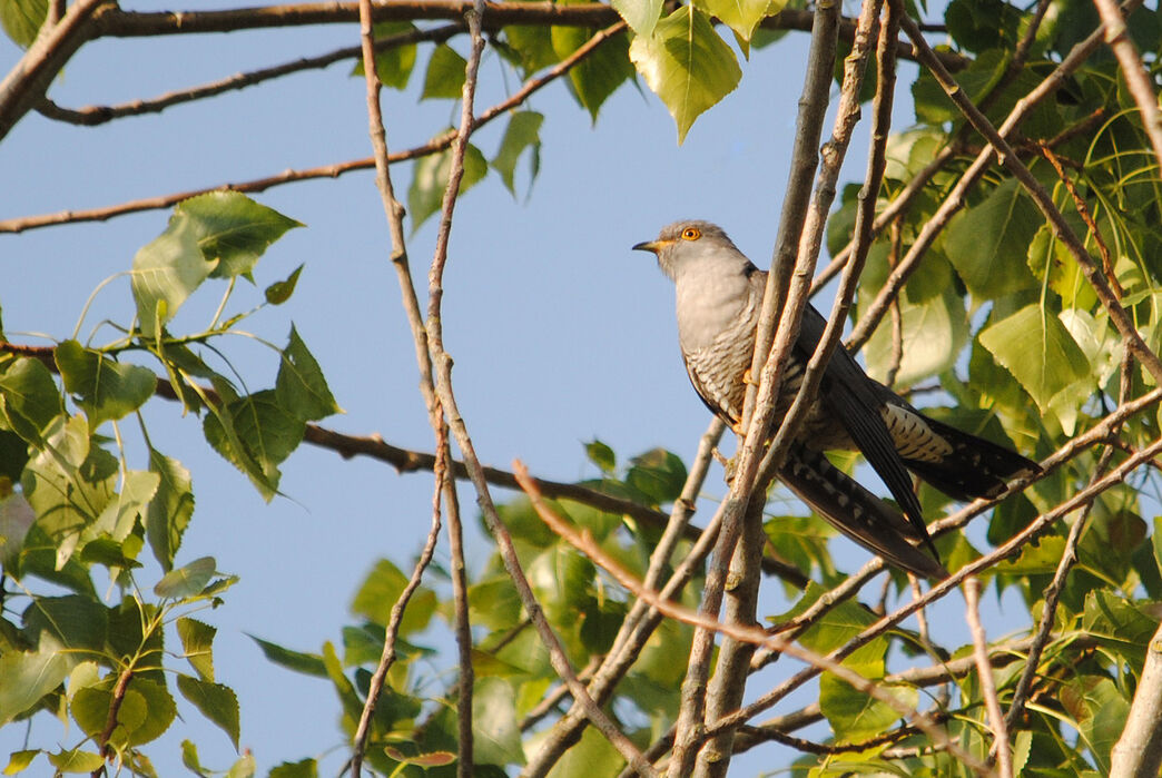 Nightingale and cuckoos | The Wildlife Trusts