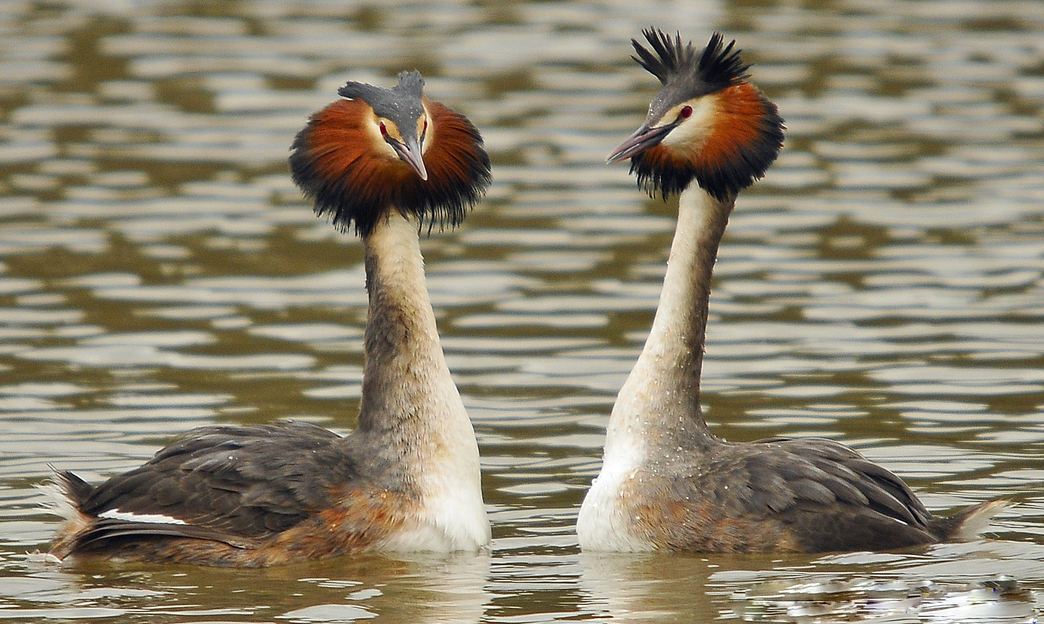 Grebes | The Wildlife Trusts