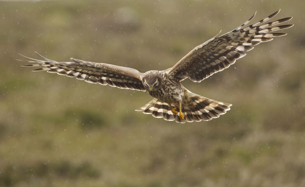 Manx Wildlife Trust to restore largest area of rainforest to date | The ...