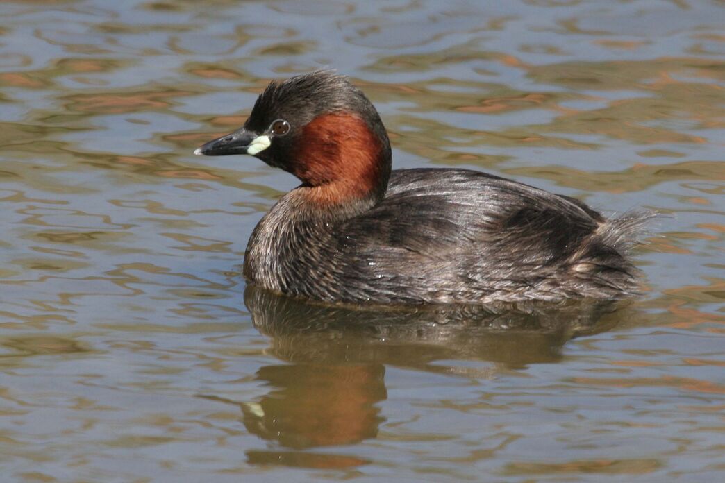 Grebes | The Wildlife Trusts