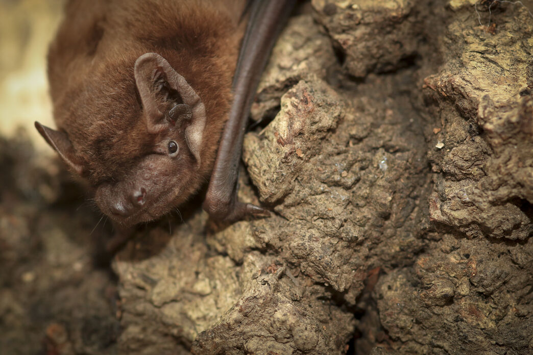 Bats | The Wildlife Trusts