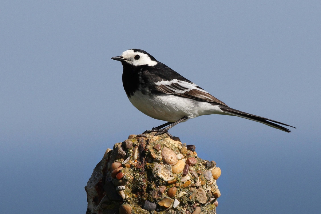 Wagtails | The Wildlife Trusts