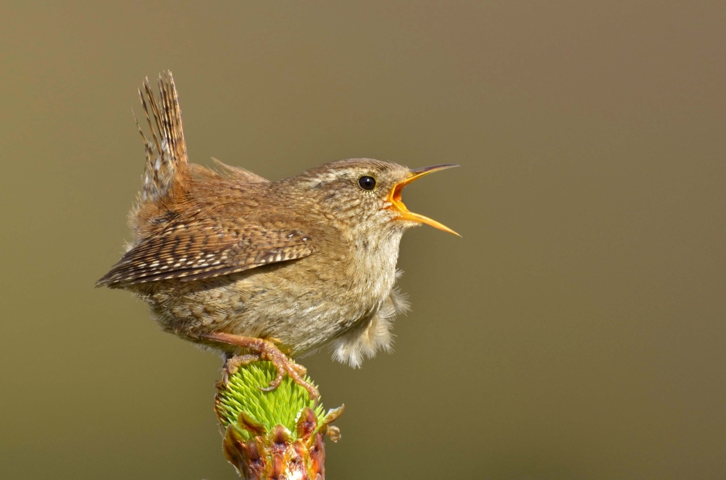 Managing road verges for wildlife | The Wildlife Trusts