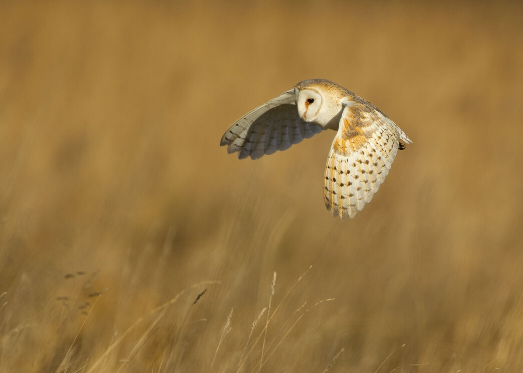 Barn owl | The Wildlife Trusts