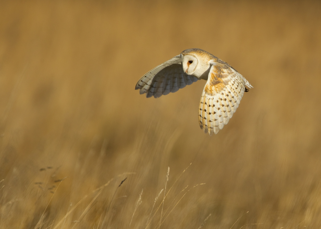 Barn owl | The Wildlife Trusts