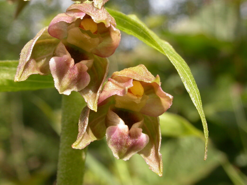 Broad-leaved helleborine | The Wildlife Trusts