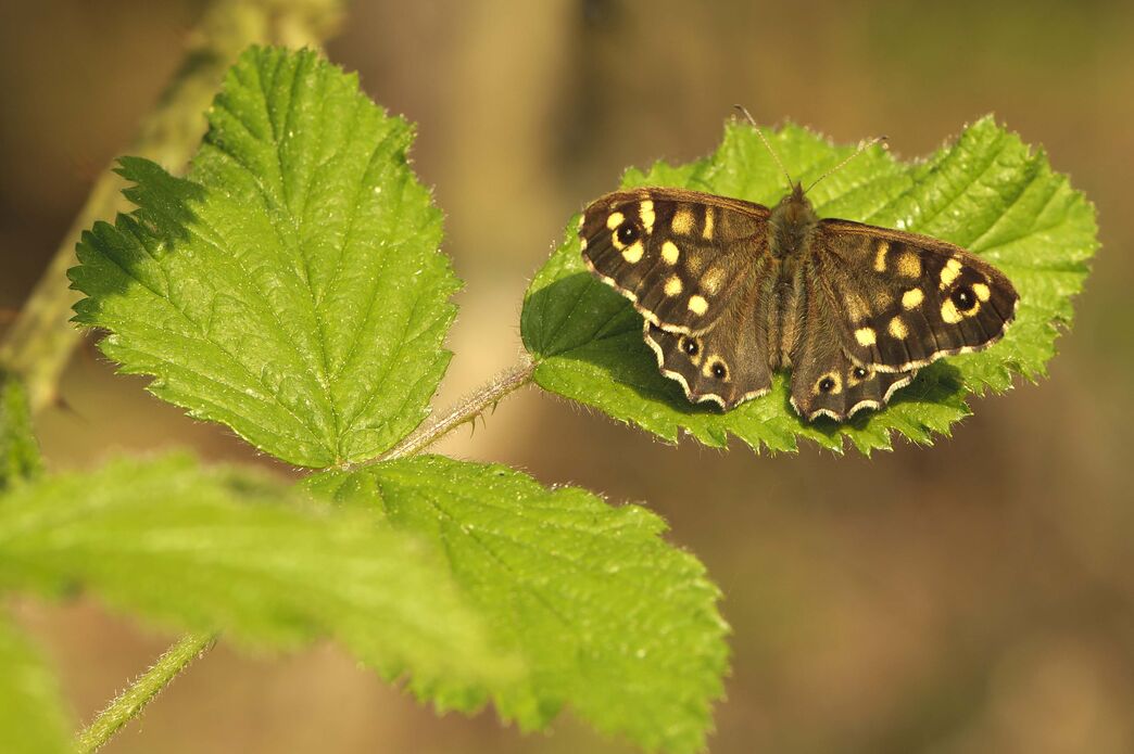 Identify British butterflies | The Wildlife Trusts