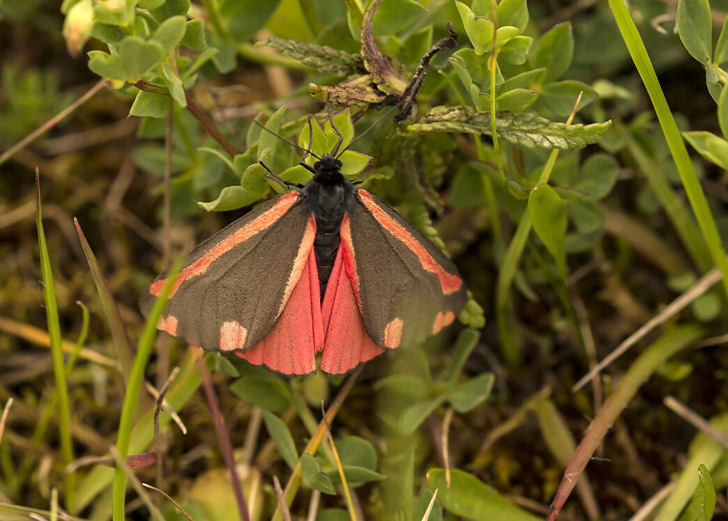 Cinnabar | The Wildlife Trusts
