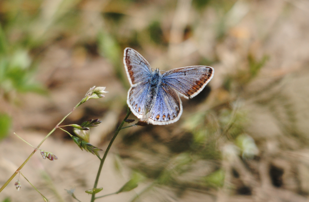 Identify British butterflies | The Wildlife Trusts
