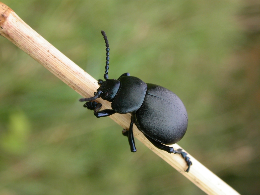 Identify beetles | The Wildlife Trusts