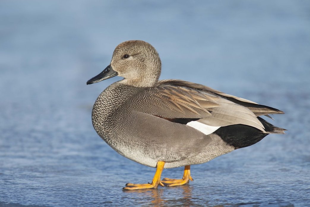 Wintering wildfowl | The Wildlife Trusts