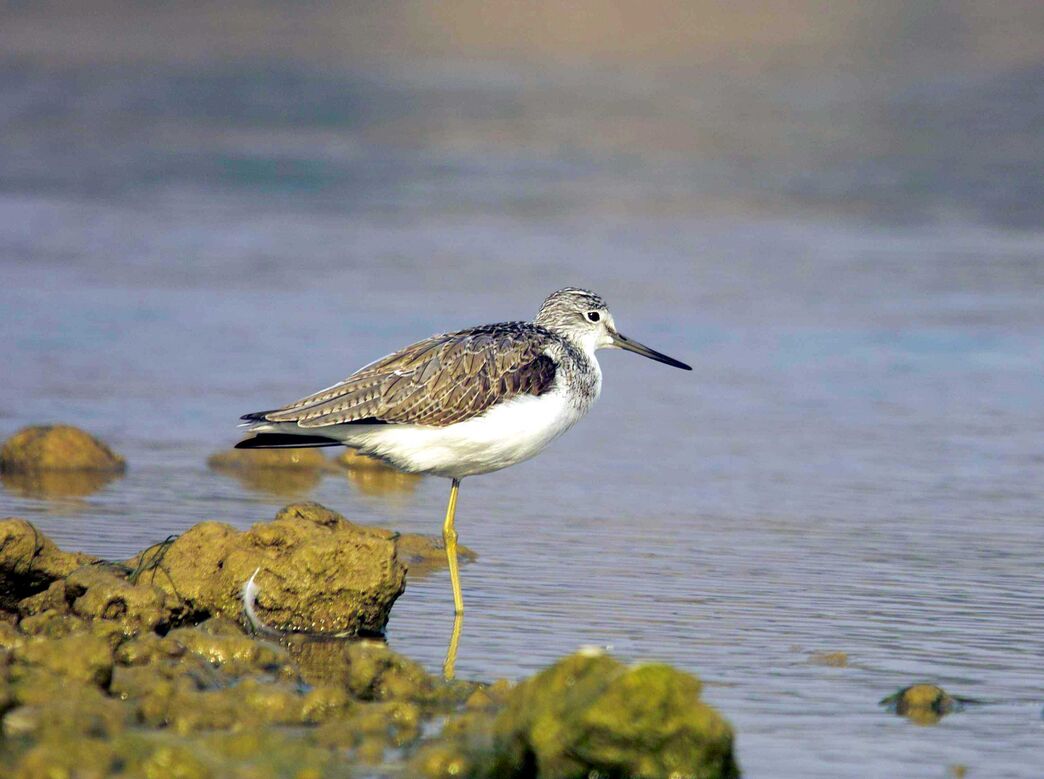 Identify waders | The Wildlife Trusts