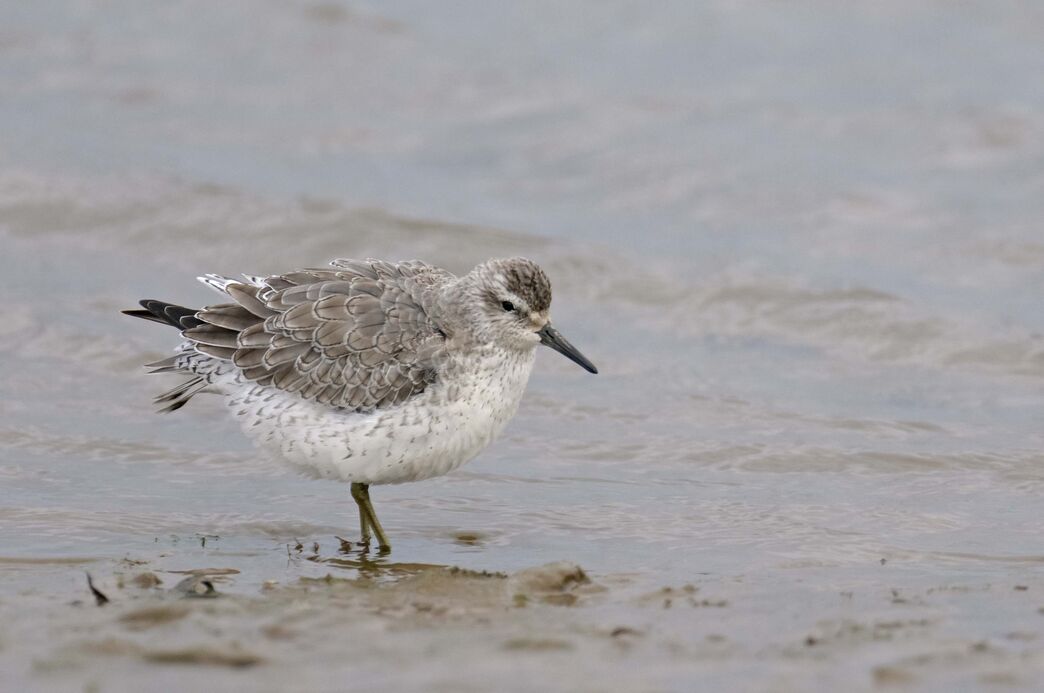 Wintering waders | The Wildlife Trusts