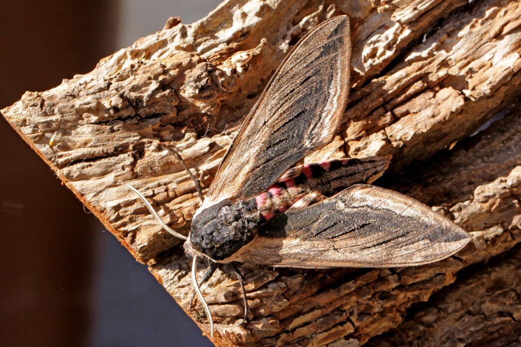 Identify moths | The Wildlife Trusts