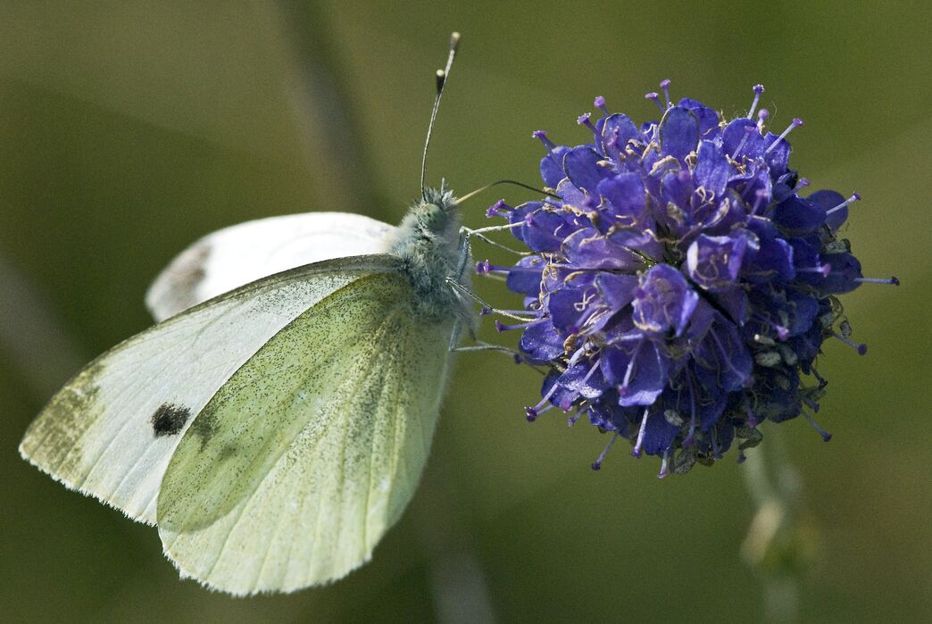 Identify British butterflies | The Wildlife Trusts