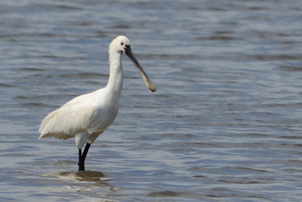 Spoonbill | The Wildlife Trusts