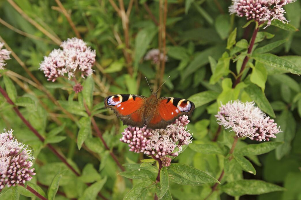 Identify British butterflies | The Wildlife Trusts