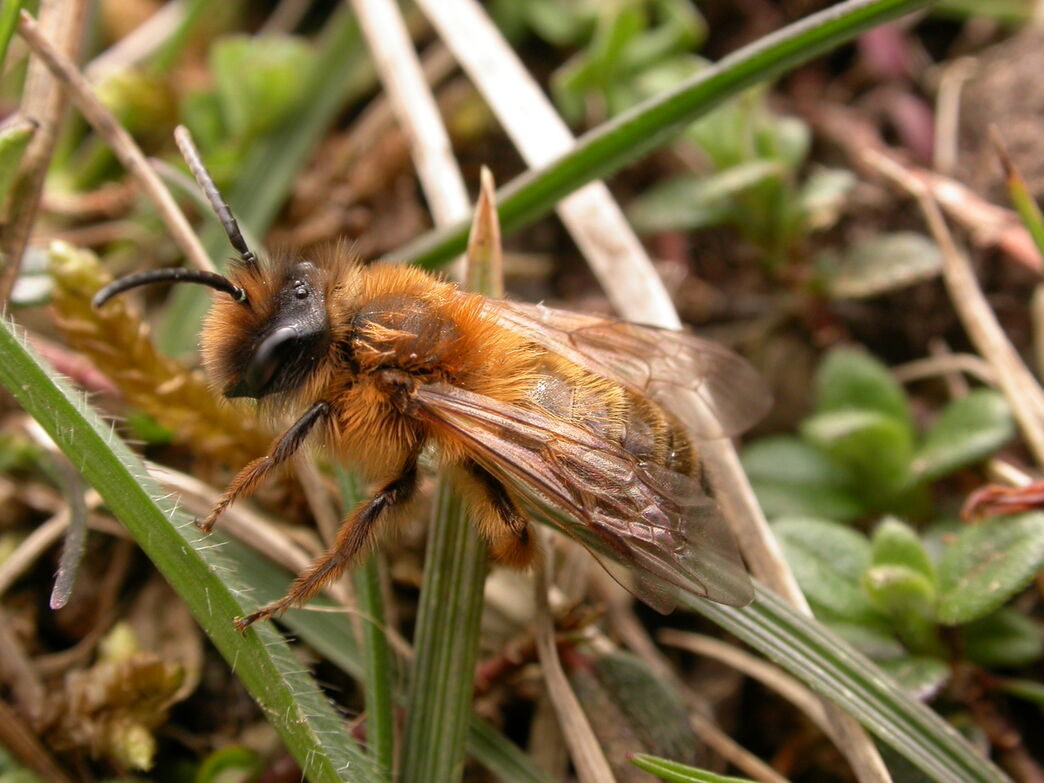 Identify solitary bees in the UK | The Wildlife Trusts