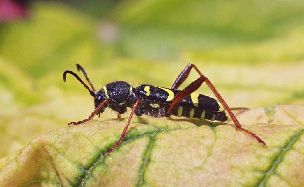 Identify beetles | The Wildlife Trusts
