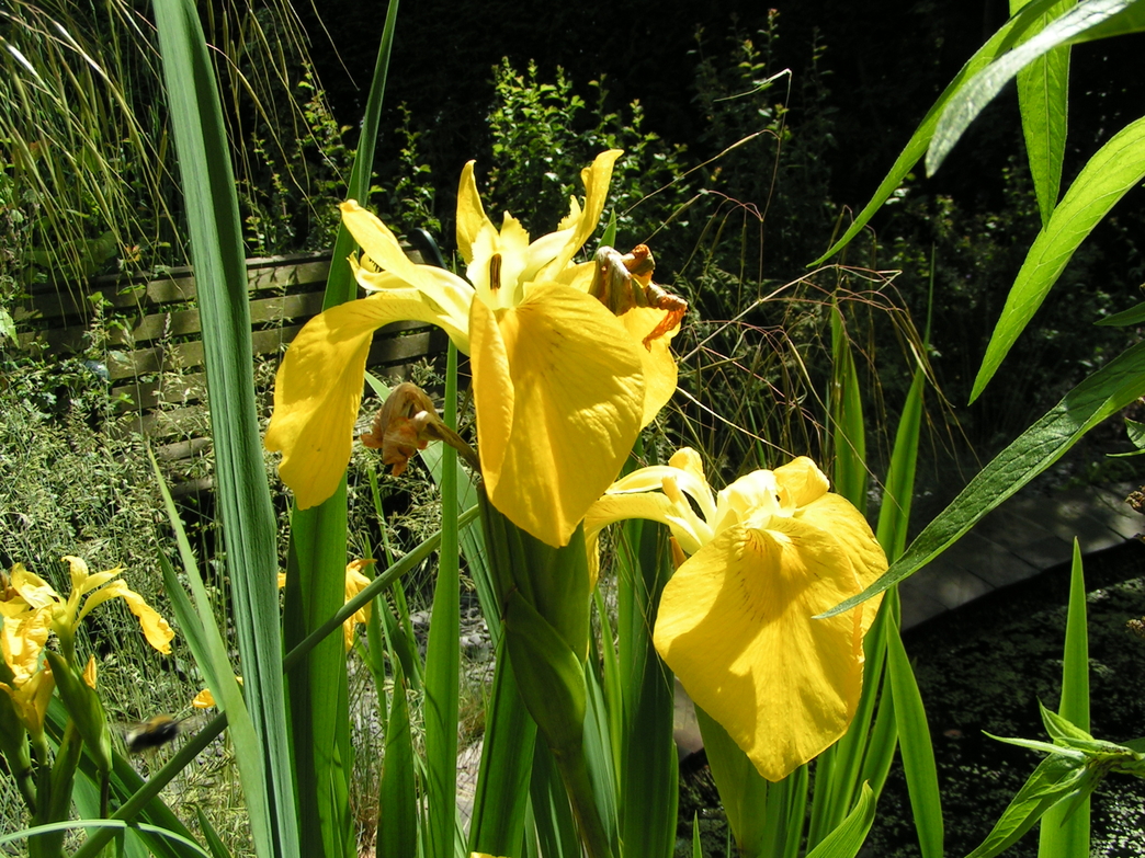 Yellow iris | The Wildlife Trusts