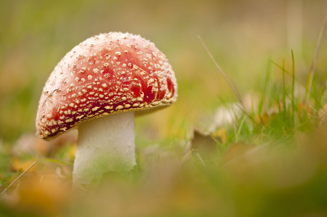 Freaky fungi! | The Wildlife Trusts
