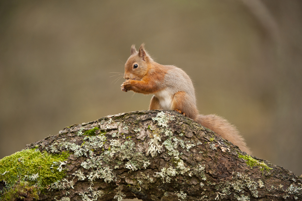 See red squirrels | The Wildlife Trusts