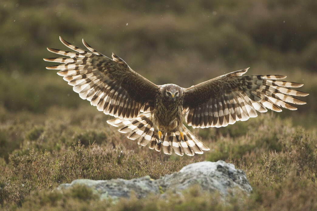 Identify birds of prey | The Wildlife Trusts