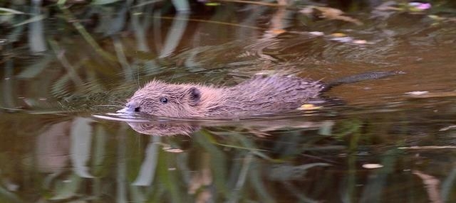 Where to see beavers | The Wildlife Trusts