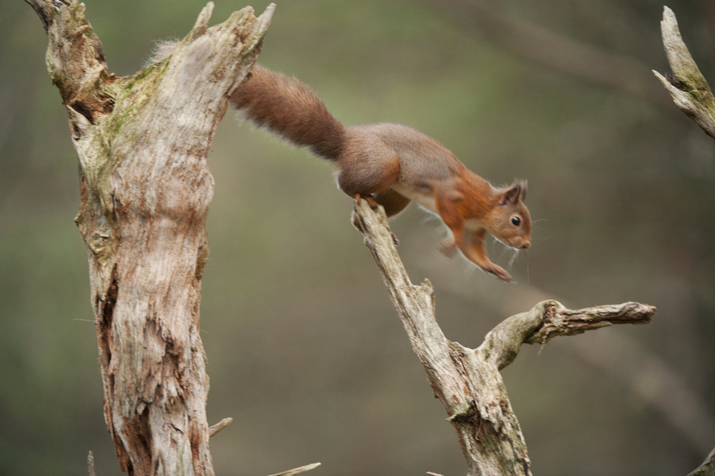 Red squirrels | The Wildlife Trusts