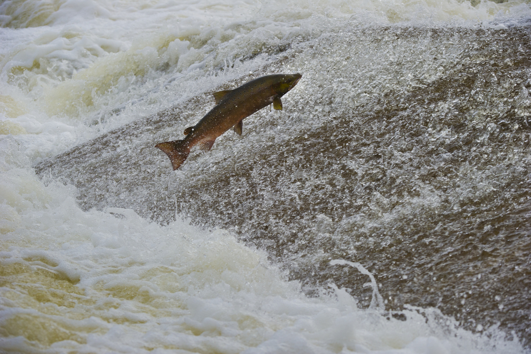 Salmon run | The Wildlife Trusts