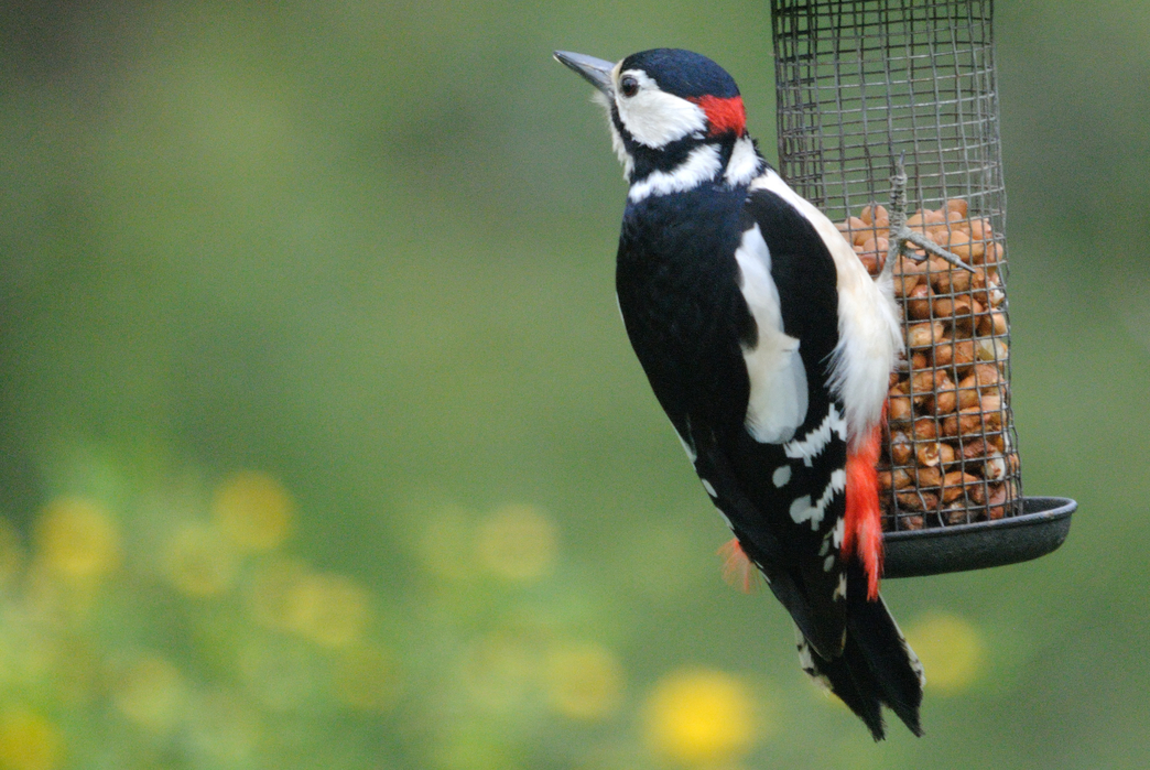 Woodpeckers | The Wildlife Trusts