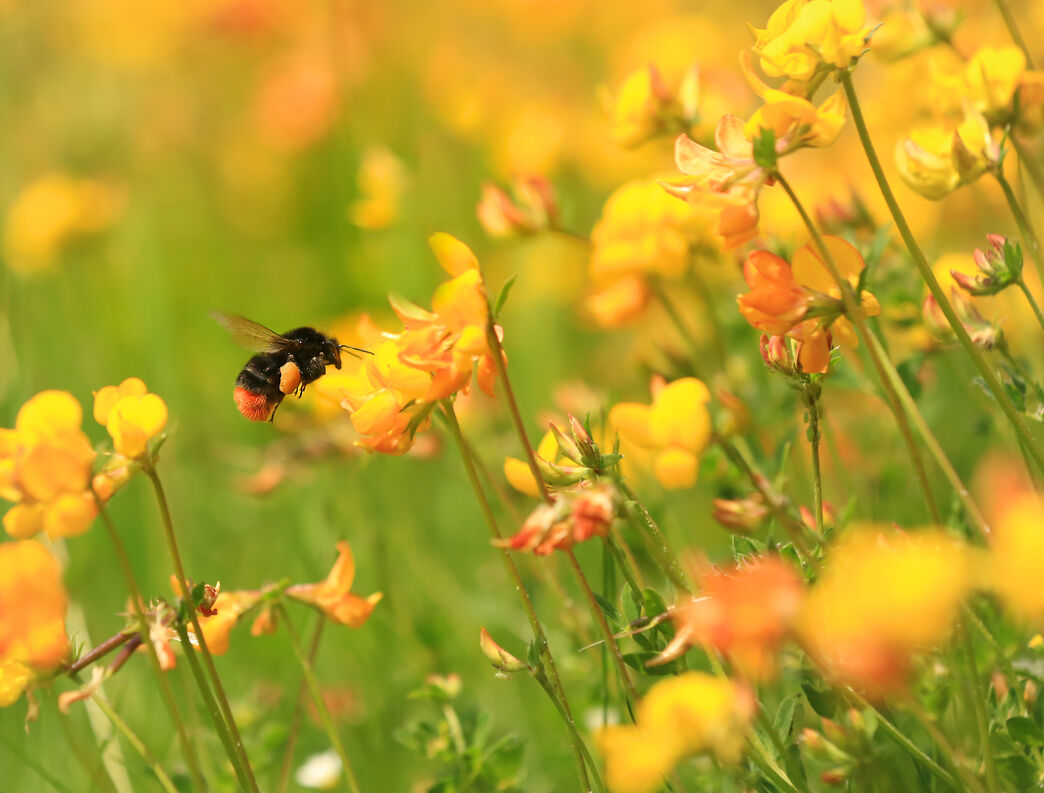 How to identify bumblebees | The Wildlife Trusts