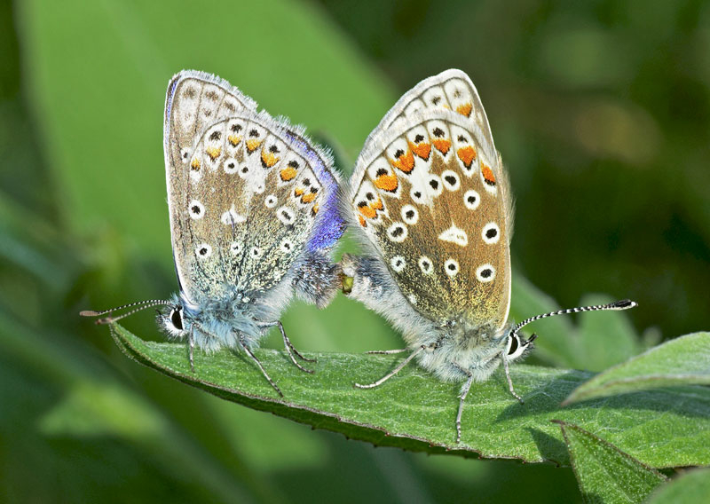 Blue butterflies | The Wildlife Trusts