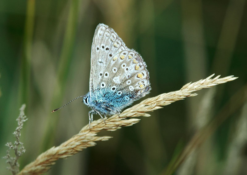 Blue butterflies | The Wildlife Trusts