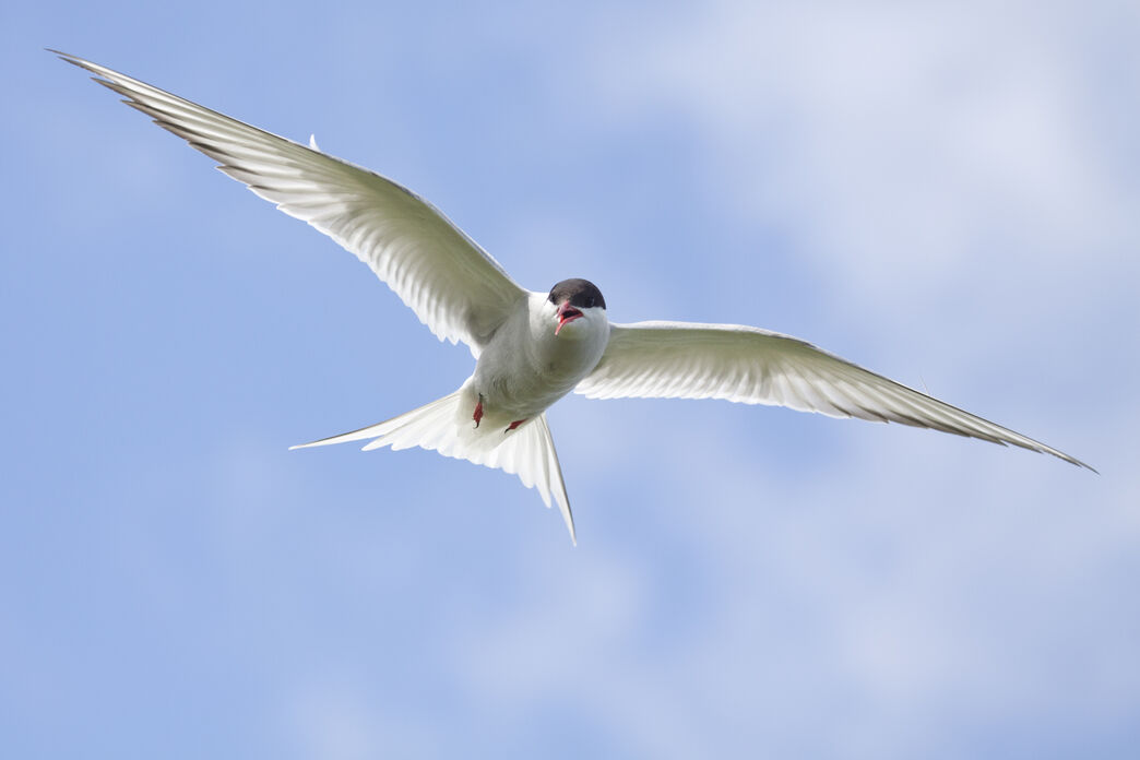 Incredible journeys | The Wildlife Trusts