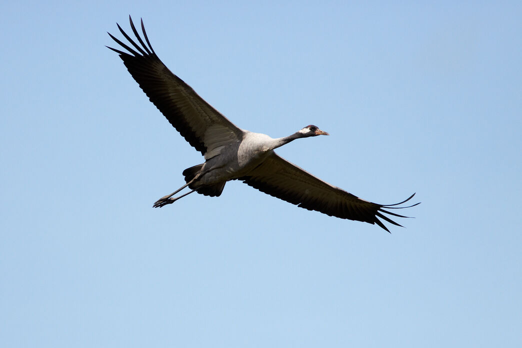 Where to see common cranes | The Wildlife Trusts