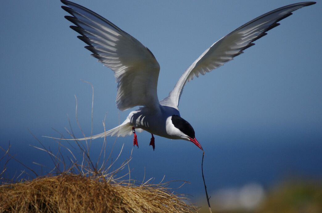 Terns | The Wildlife Trusts